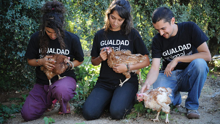 Fairness - Animals & Media