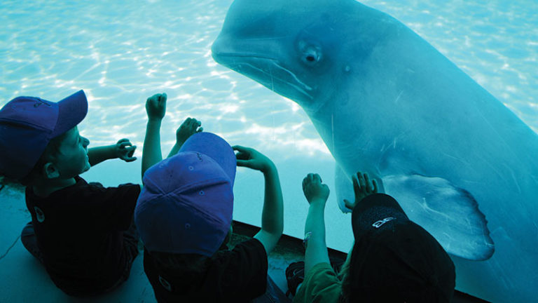 Associative Traits – Animals & Media